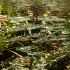 chum fry in marginal grass Archives - Eiko Jones- Photo and Video