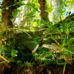 salmon rearing habitat Archives - Eiko Jones- Photo and Video