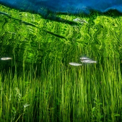 chinook fry Archives - Eiko Jones- Photo and Video