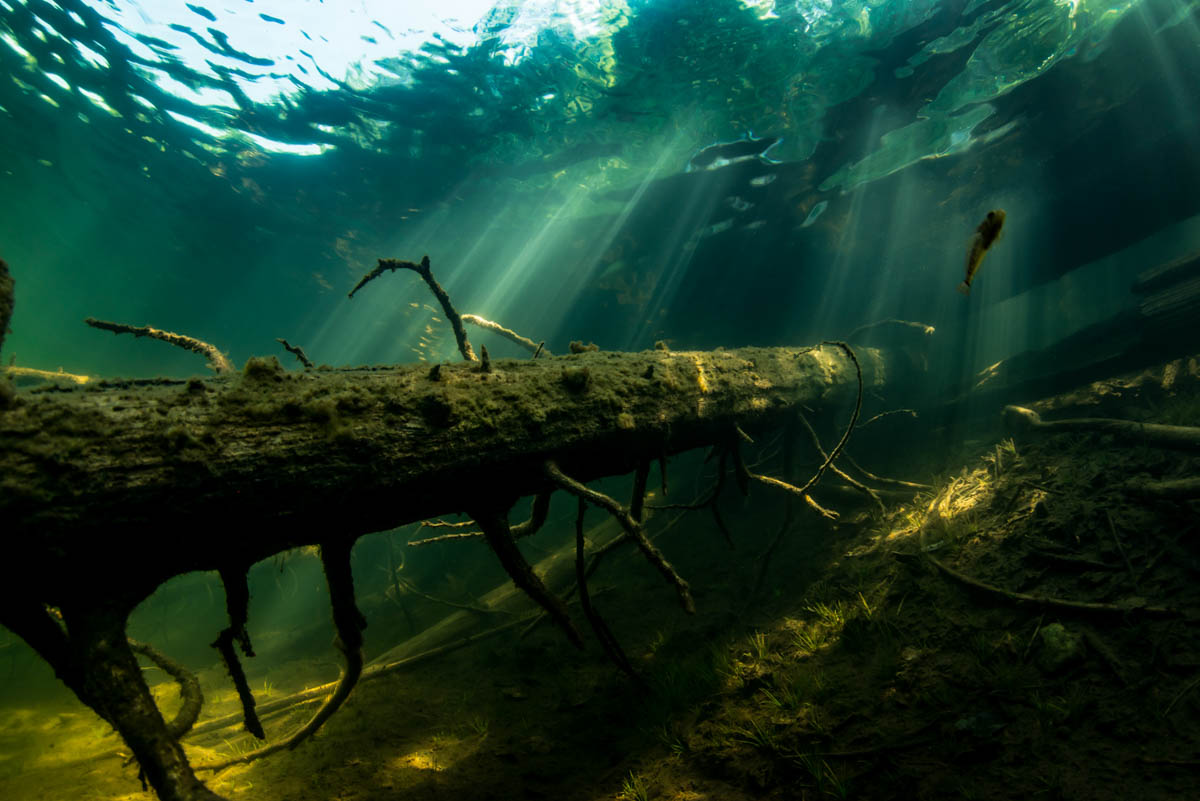 lily pond Archives - Eiko Jones- Photo and Video