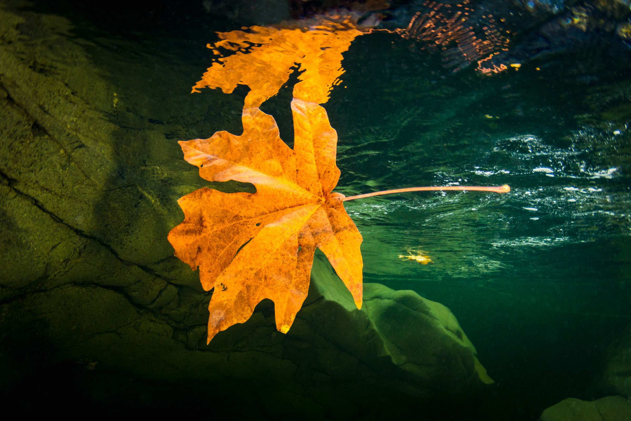 leaves floating in water Archives - Eiko Jones- Photo and Video