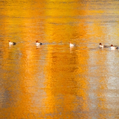 estuary Archives - Eiko Jones- Photo and Video