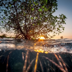 mangroves underwater Archives - Eiko Jones- Photo and Video