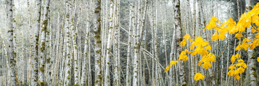 Large Format Limited Edition Landscape images