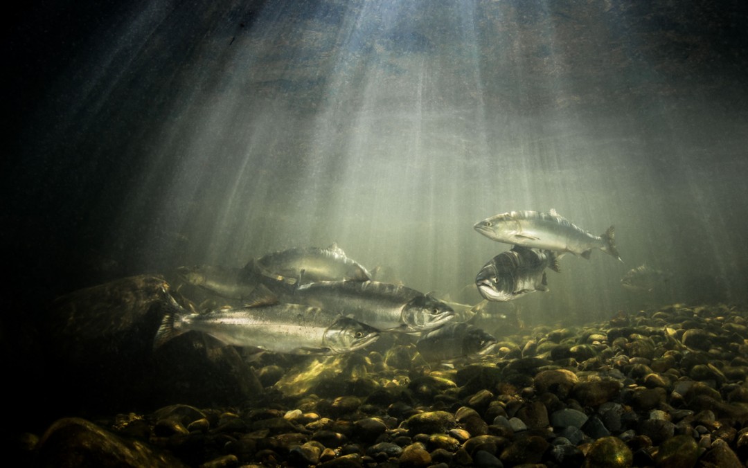 Salmon Photographs - Image and video resource page.