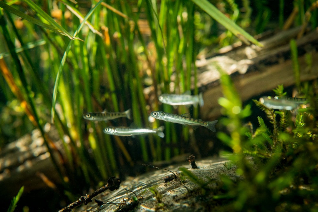 Salmon Fry Out Migration - Eiko Jones- Photo and Video