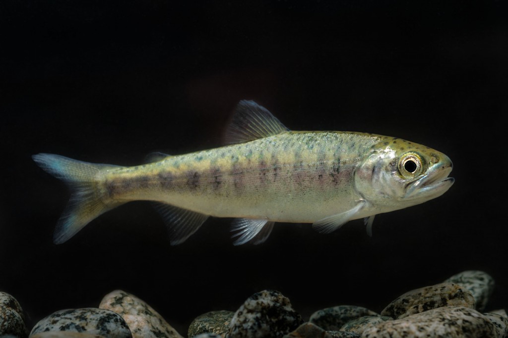 Salmon Fry Out Migration - Eiko Jones- Photo and Video