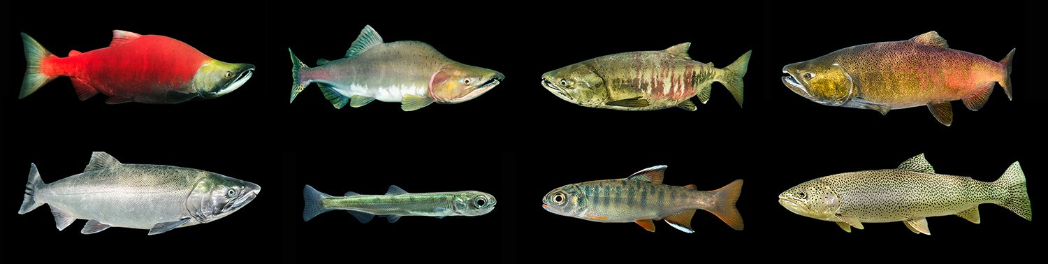 Salmon Photographs - Image and video resource page.