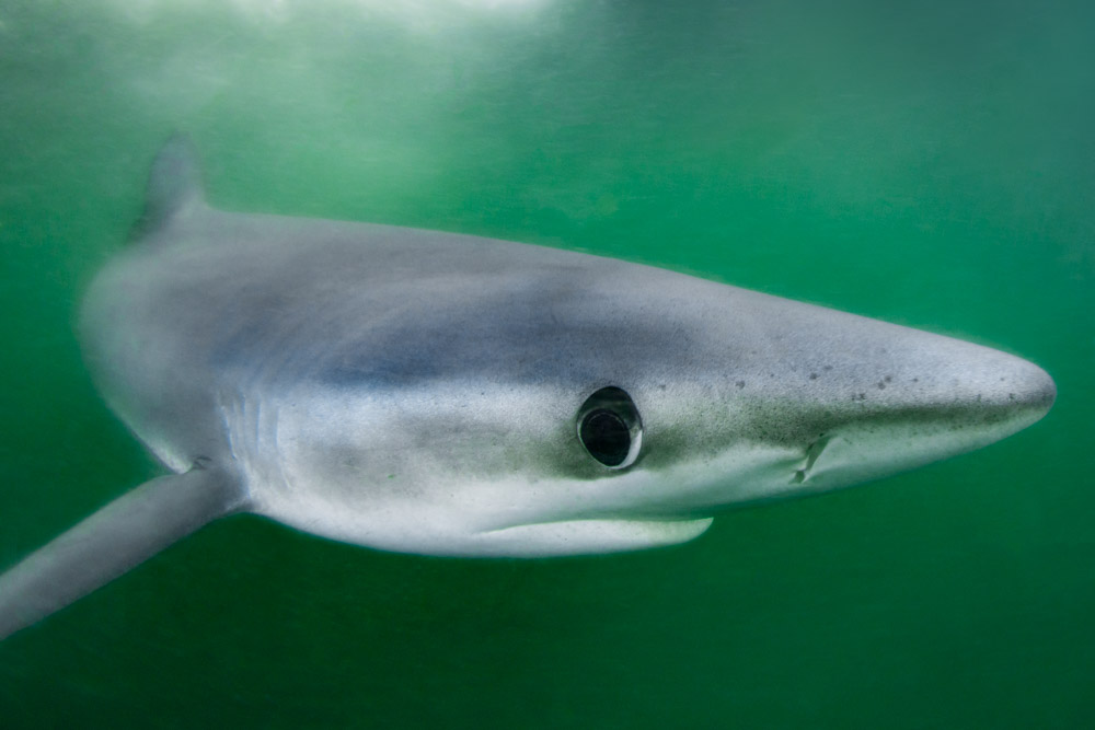 Shark Diving Canada - A unique Experience on Canada's West Coast.