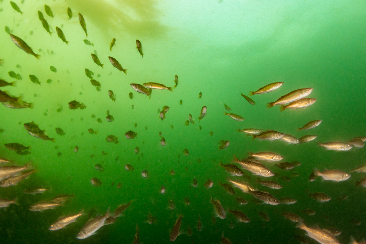 Rockfish Explosion. An unprecedented recruitment of juvenile rockfish ...