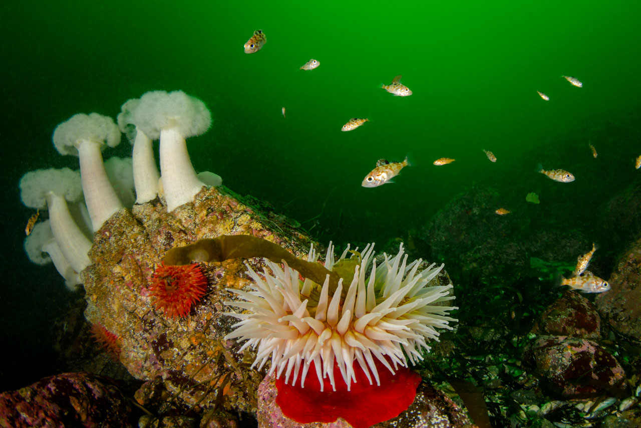 Rockfish Explosion. An unprecedented recruitment of juvenile rockfish ...