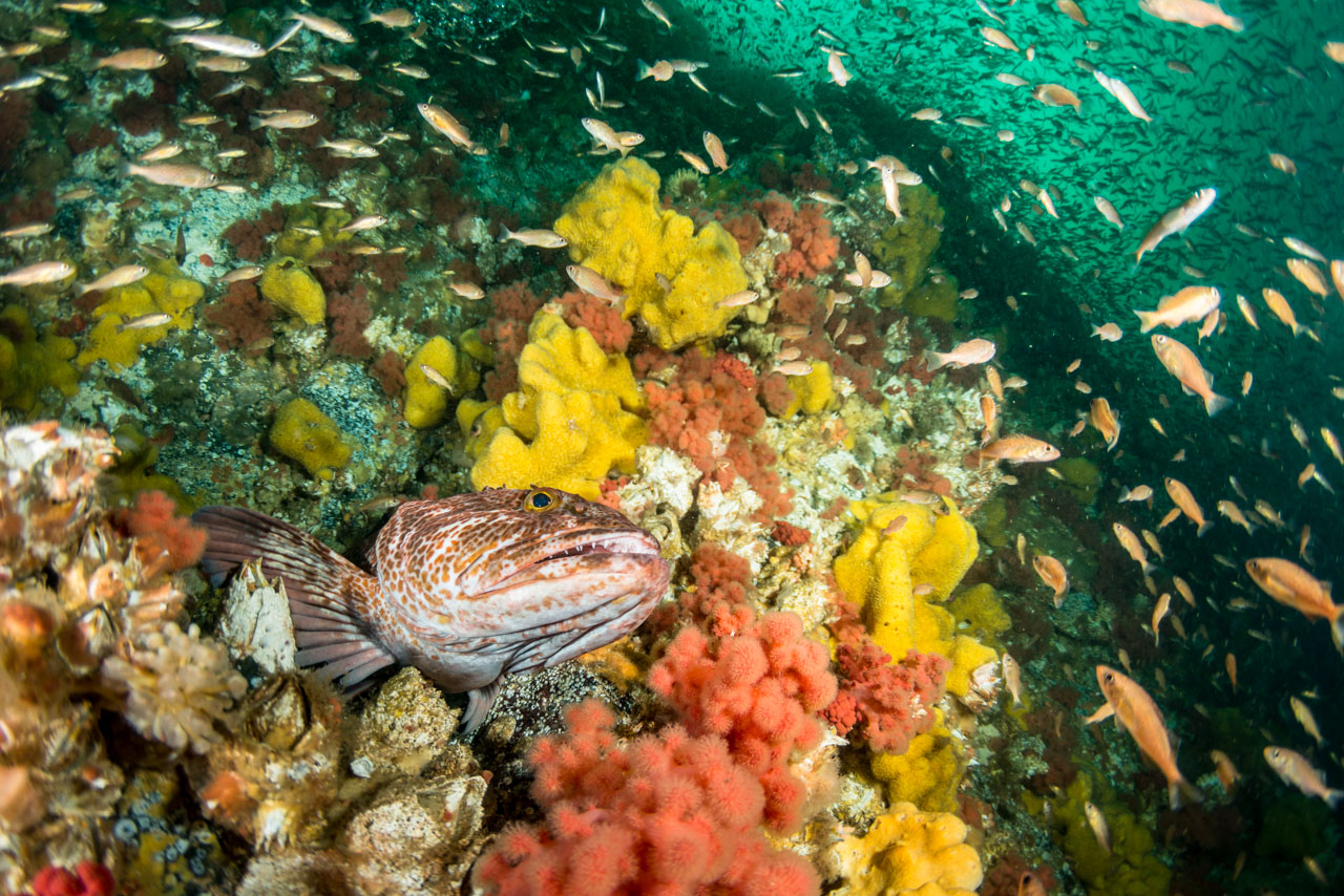 Rockfish Explosion. An unprecedented recruitment of juvenile rockfish ...