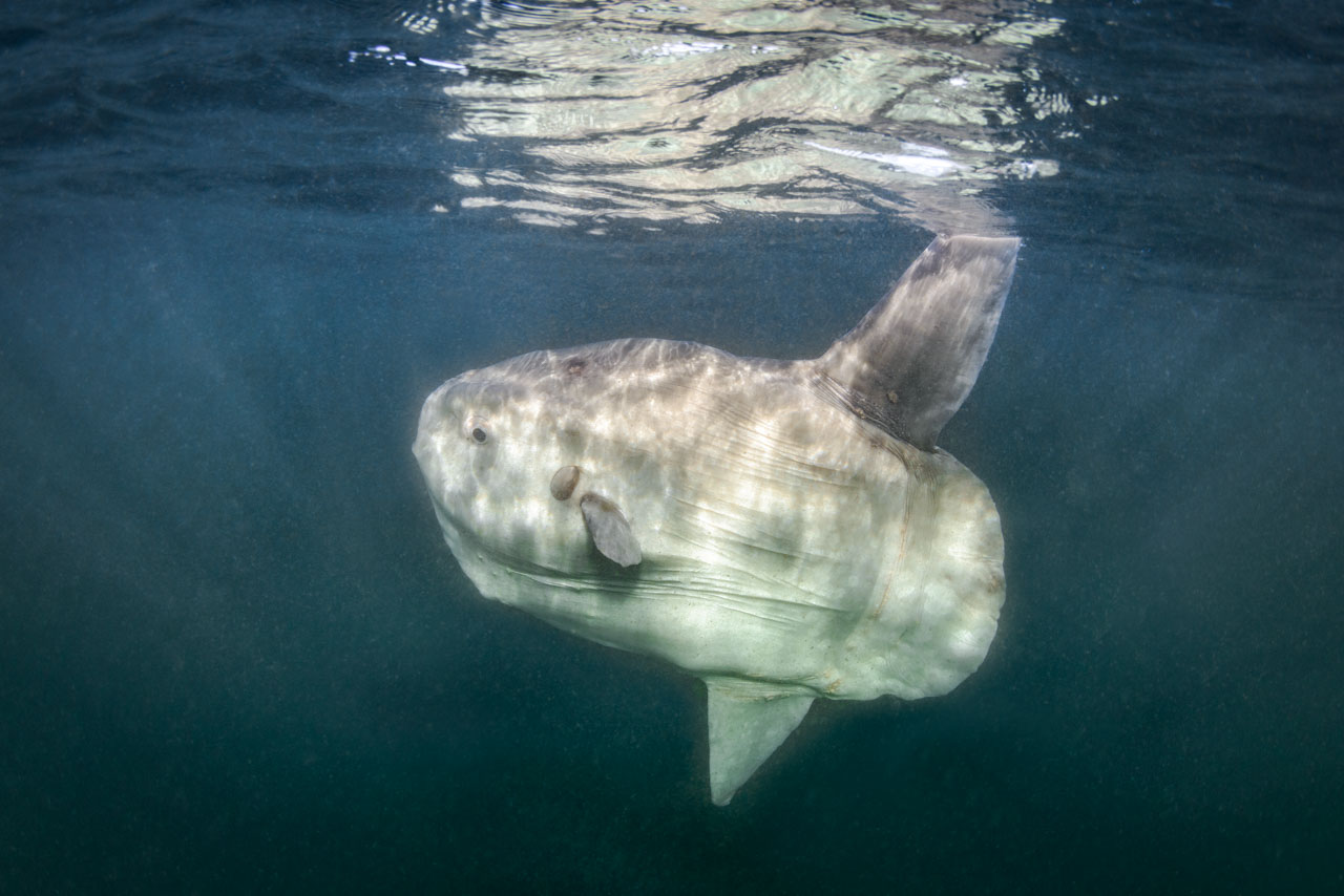 Shark Diving Canada - A unique Experience on Canada's West Coast.