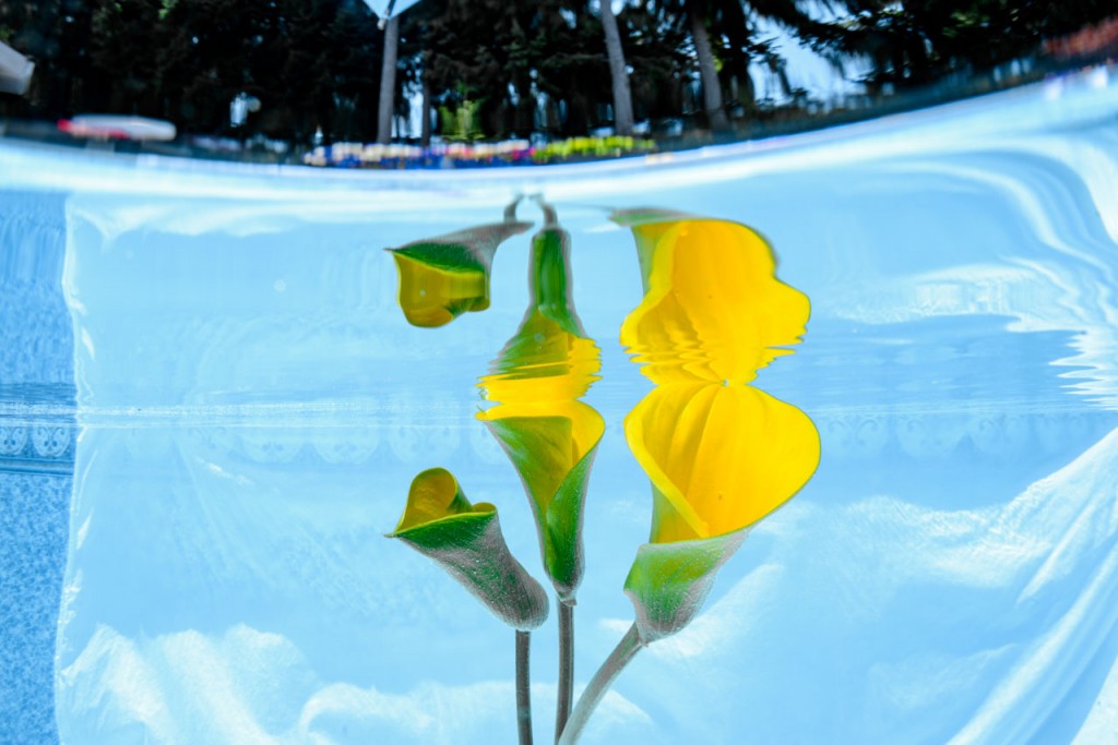 Underwater Flowers- Reflections of colour and movement.