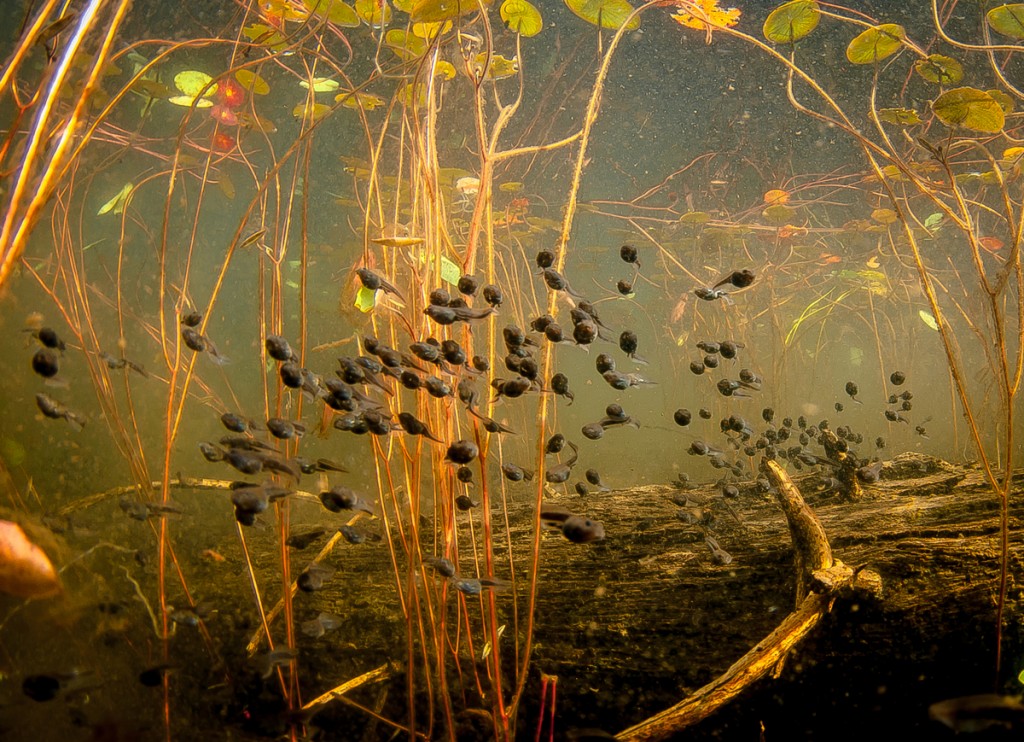 Cloud of Tadpoles Story