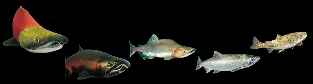 Salmon Photographs - Image and video resource page.