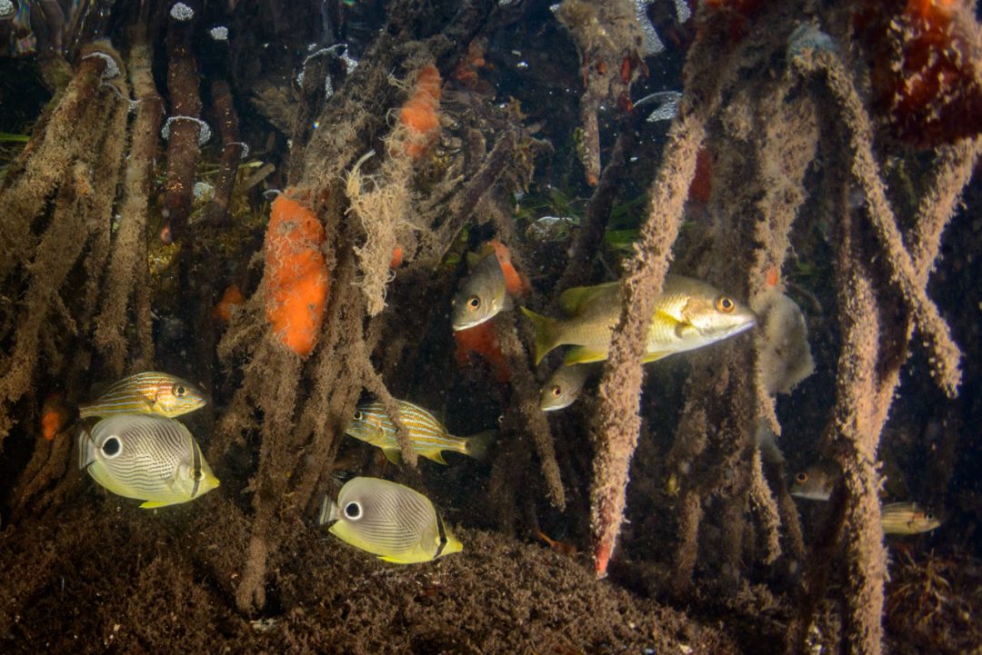 Mangroves- Sheltering Life